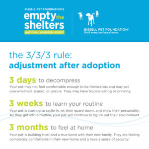 Dogs – Perfect Pets Rescue, Inc