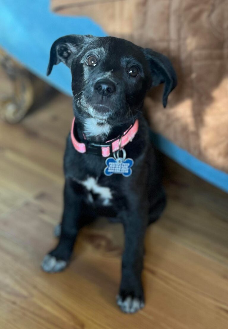 Perfect Pets Rescue, Inc – Dogs and cats available for adoption in New York