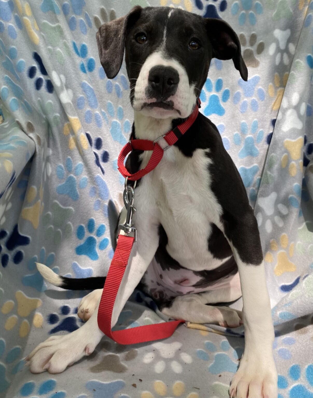 Perfect Pets Rescue, Inc – Dogs and cats available for adoption in New York
