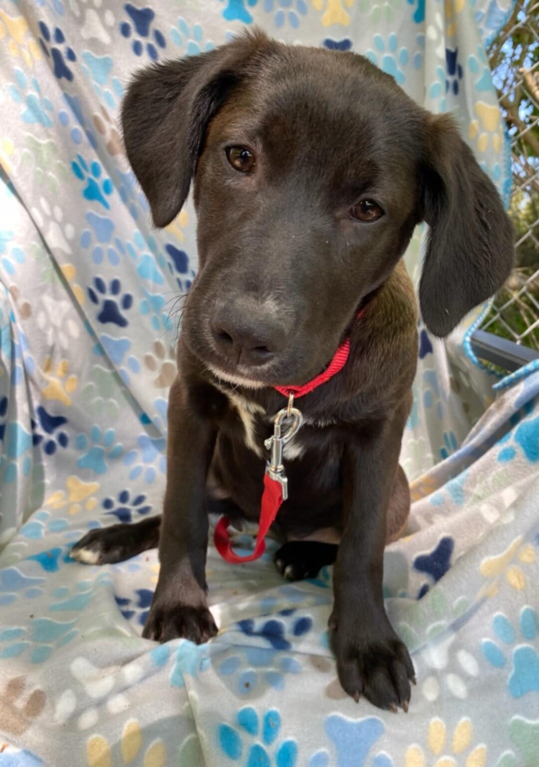 Perfect Pets Rescue, Inc – Dogs and cats available for adoption in New York