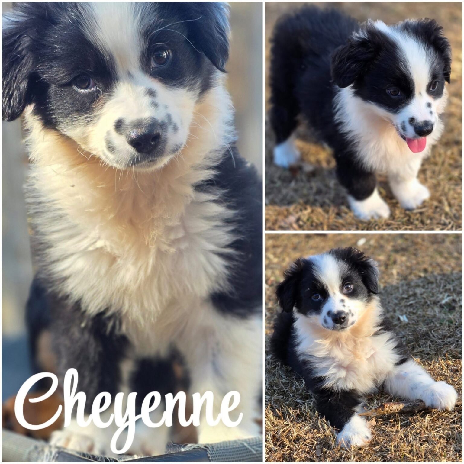 Cheyenne – Perfect Pets Rescue, Inc